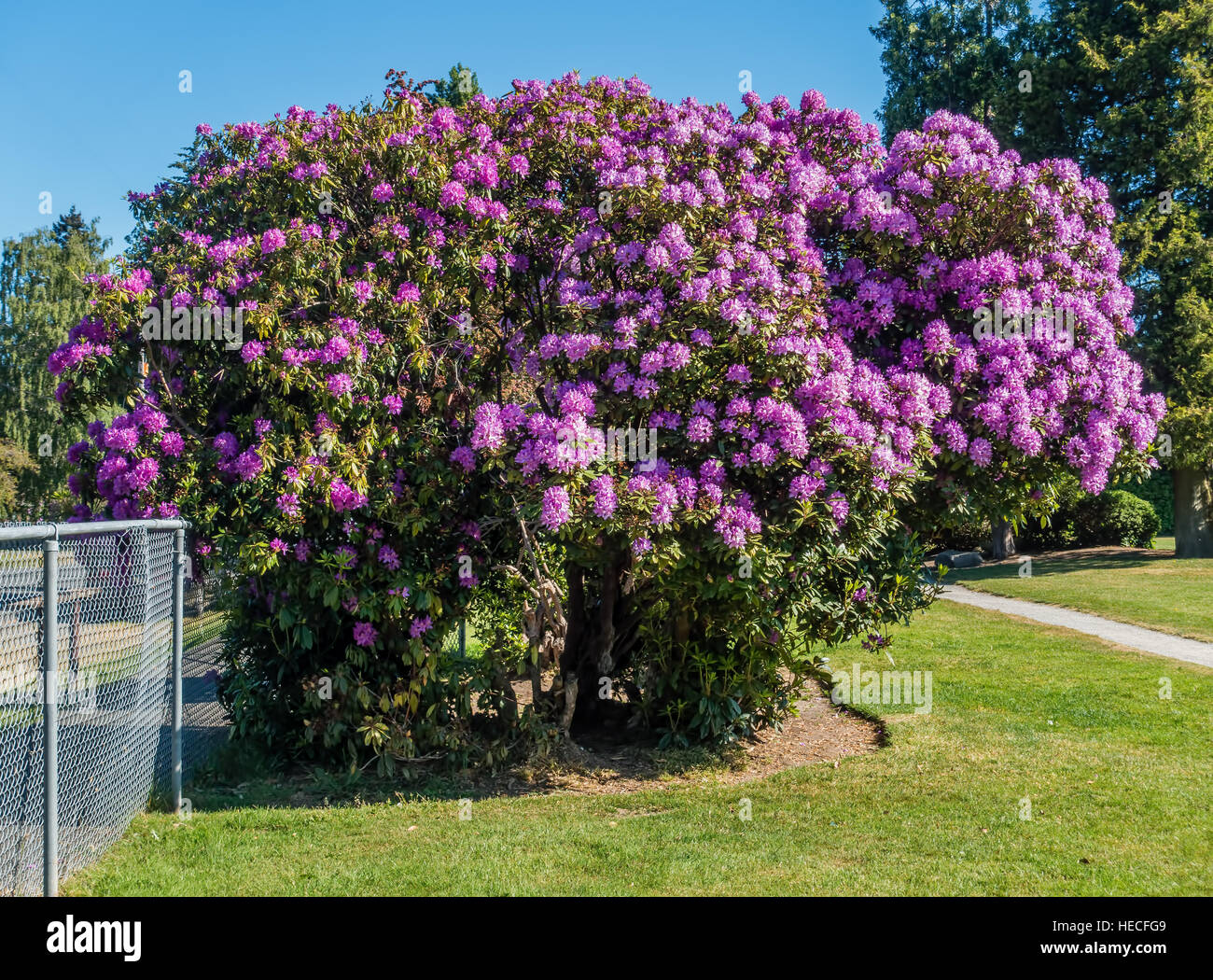 The state flower of Washington grows big in Burien, Washington Stock ...