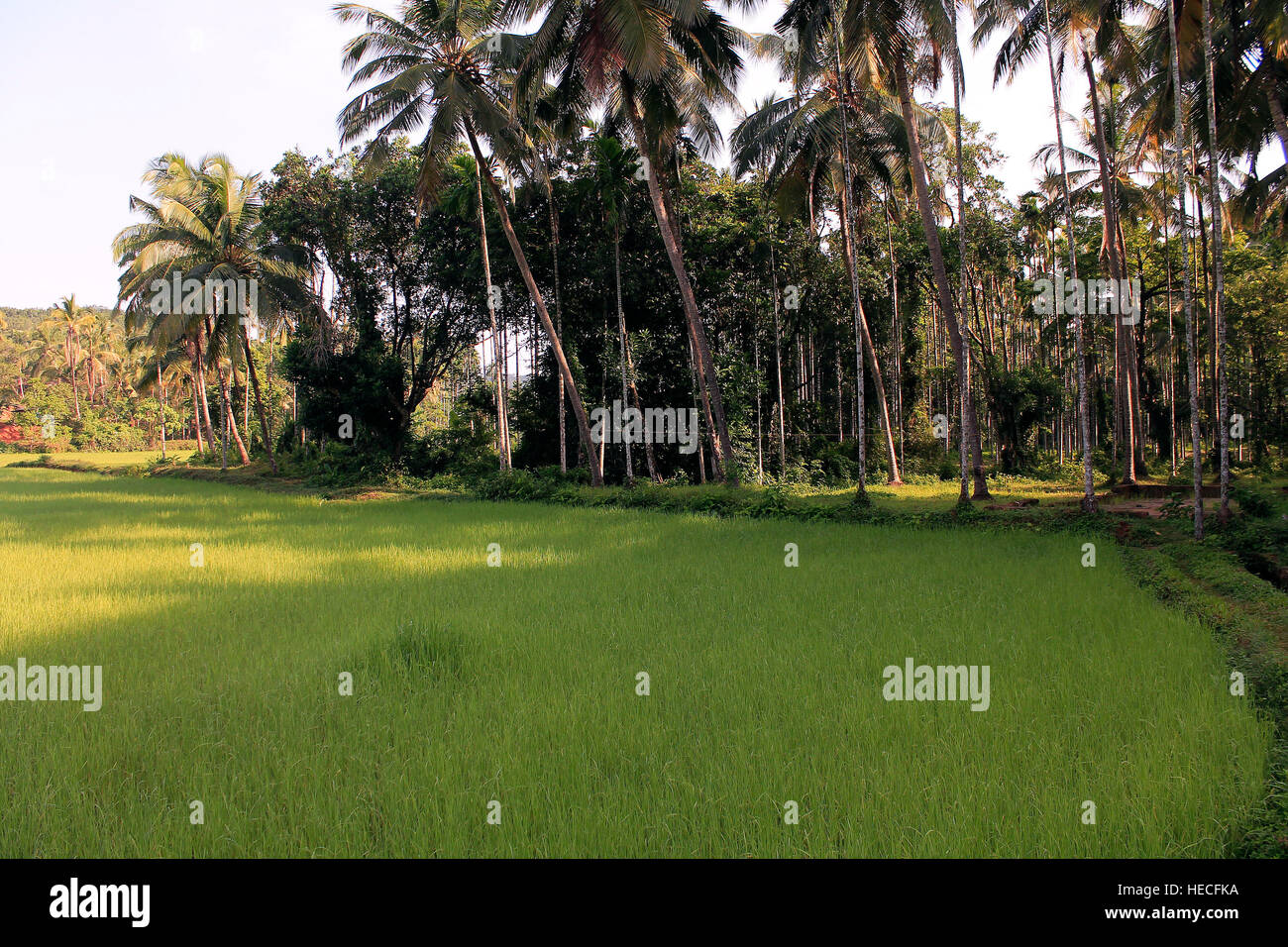 Paddy field of kerala hi-res stock photography and images - Alamy