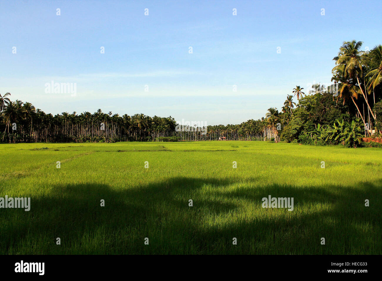 Beauty of greenery Stock Photo - Alamy