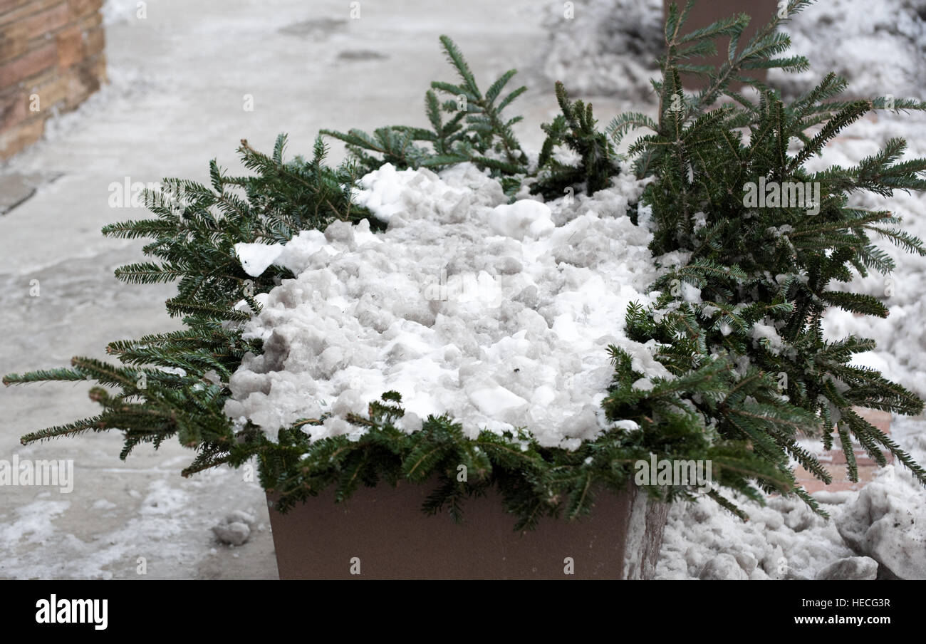 Bush under a snow Stock Photo - Alamy