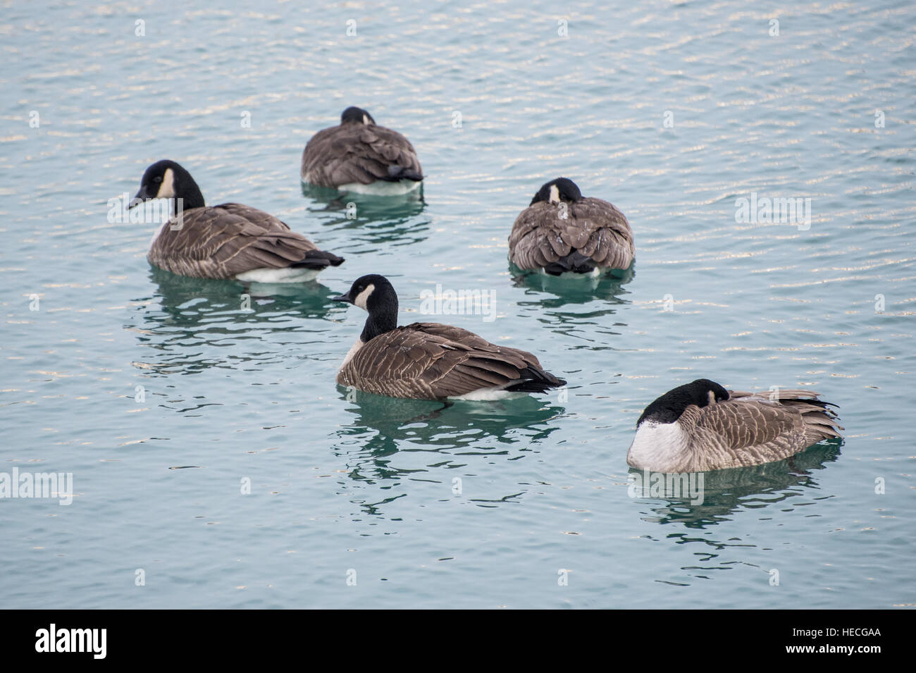 Ducks on a lake Stock Photo - Alamy
