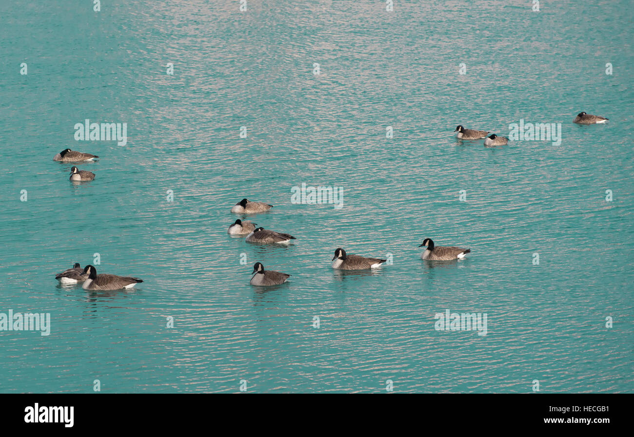 Ducks on a lake Stock Photo - Alamy