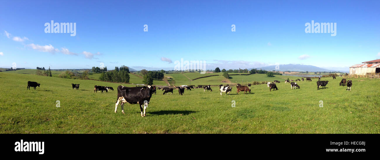 Dairy Cows New Zealand at Shirl Wright blog