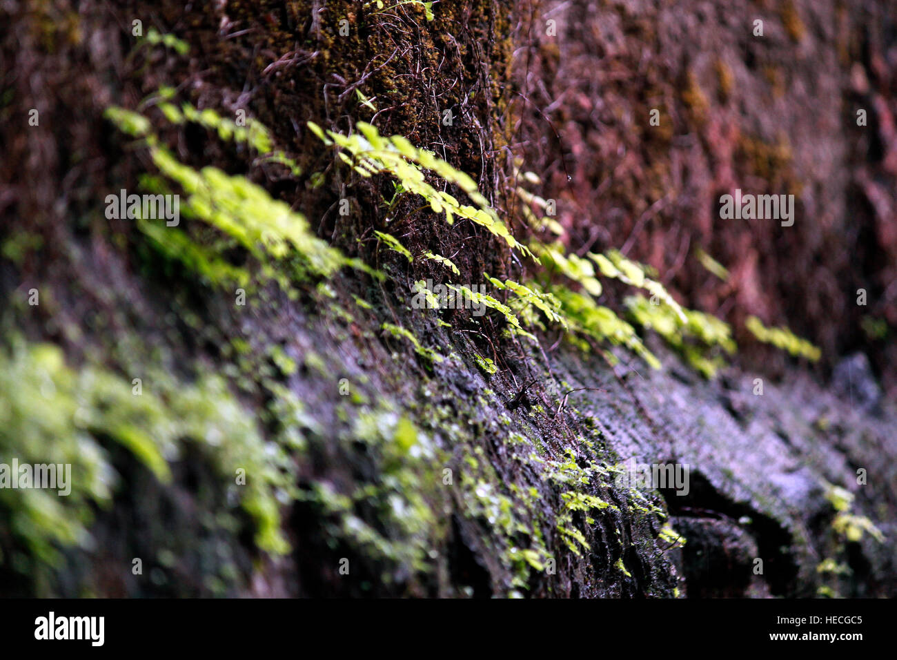 Frills of Monsoon Stock Photo - Alamy