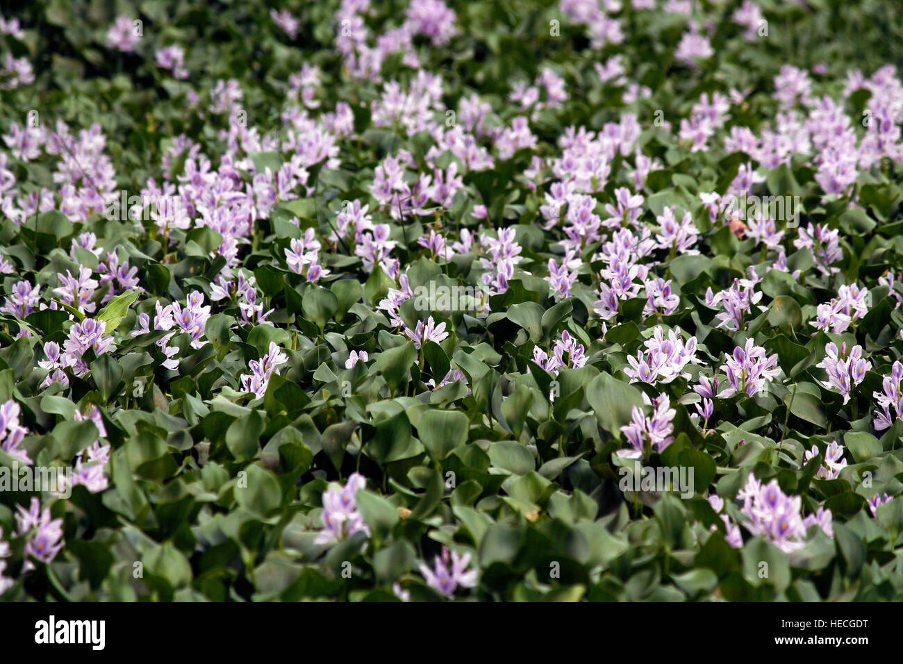 India paper flowers hi-res stock photography and images - Alamy