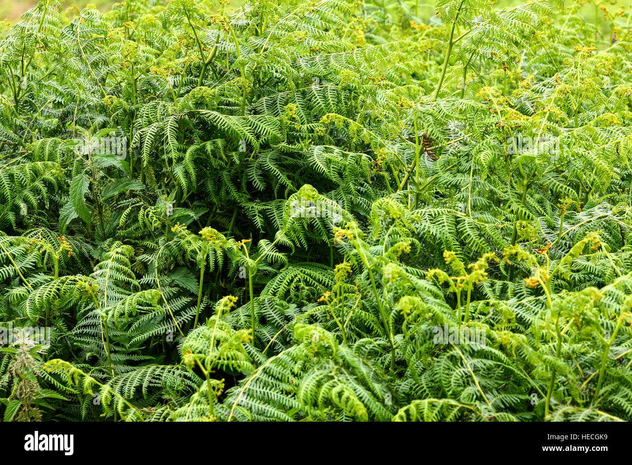 Moorland bracken hi-res stock photography and images - Alamy