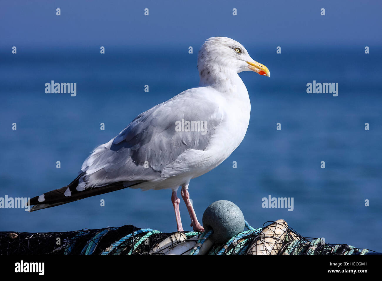 Coastal seagull perched on sea fishing nets drying on railings at Filey ...