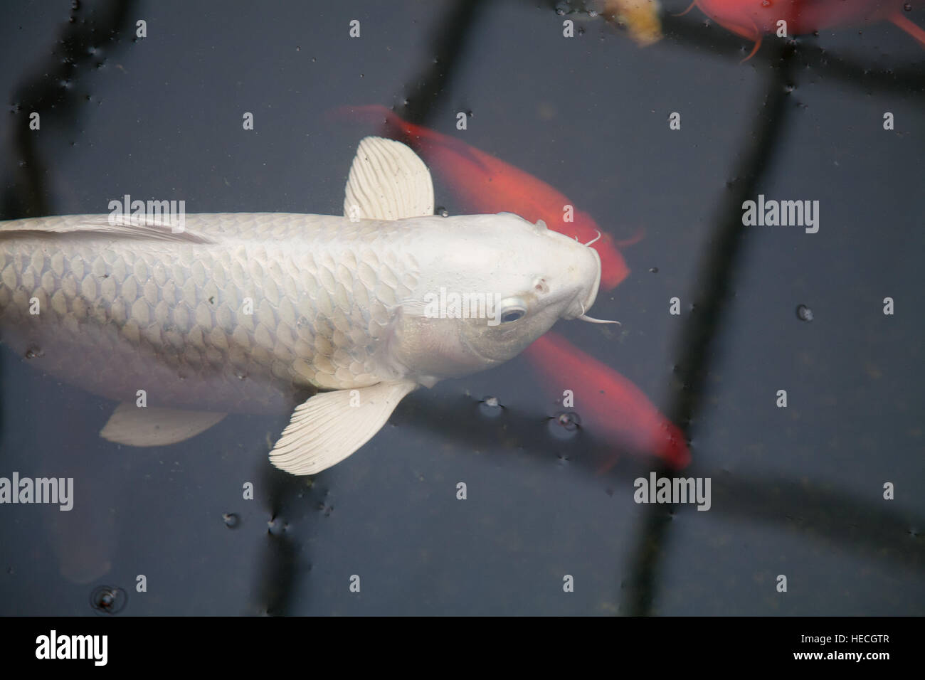 big white fish named cyprinus carpio, also known as Koi or Nishikigoi ...