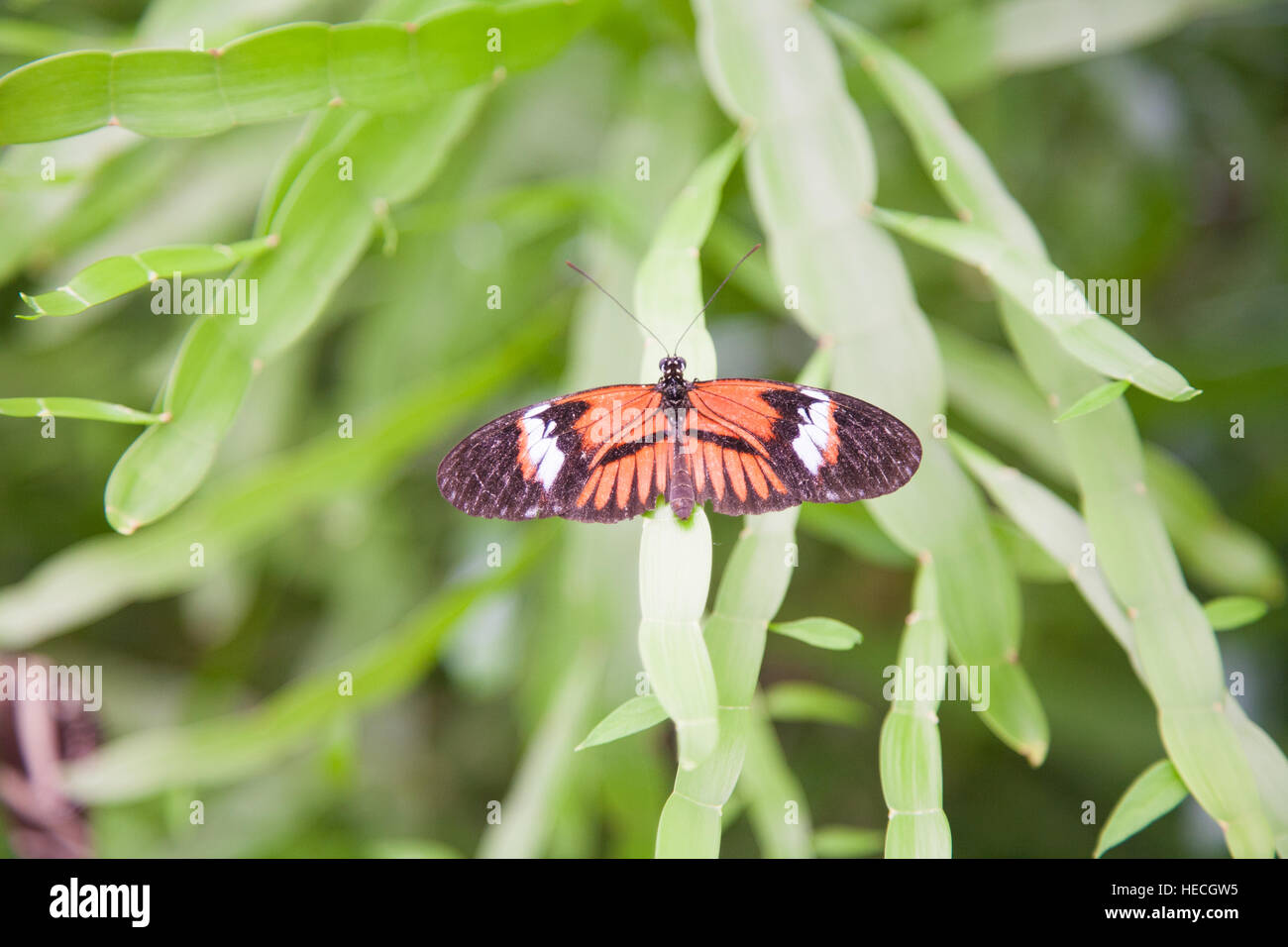 beautiful tropical red, black and white butterfly named Heliconius ...
