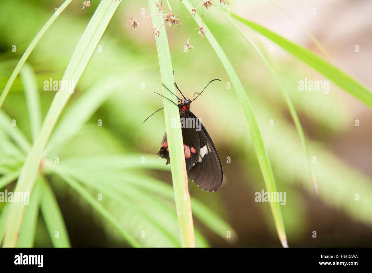 beautiful tropical black and white butterfly named Parides iphidamas ...