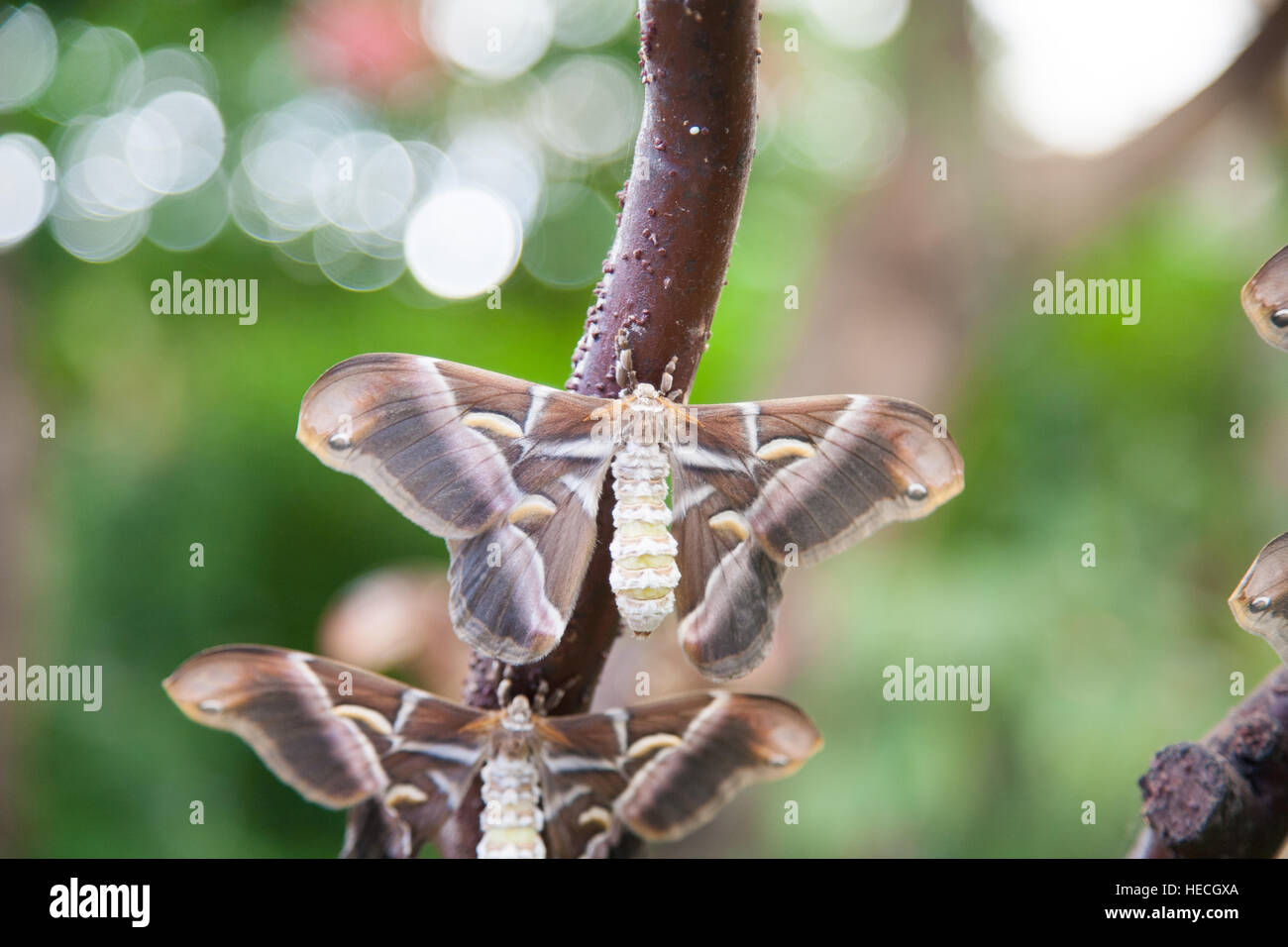 beautiful tropical grey, brown and white moth butterfly named Samia ...