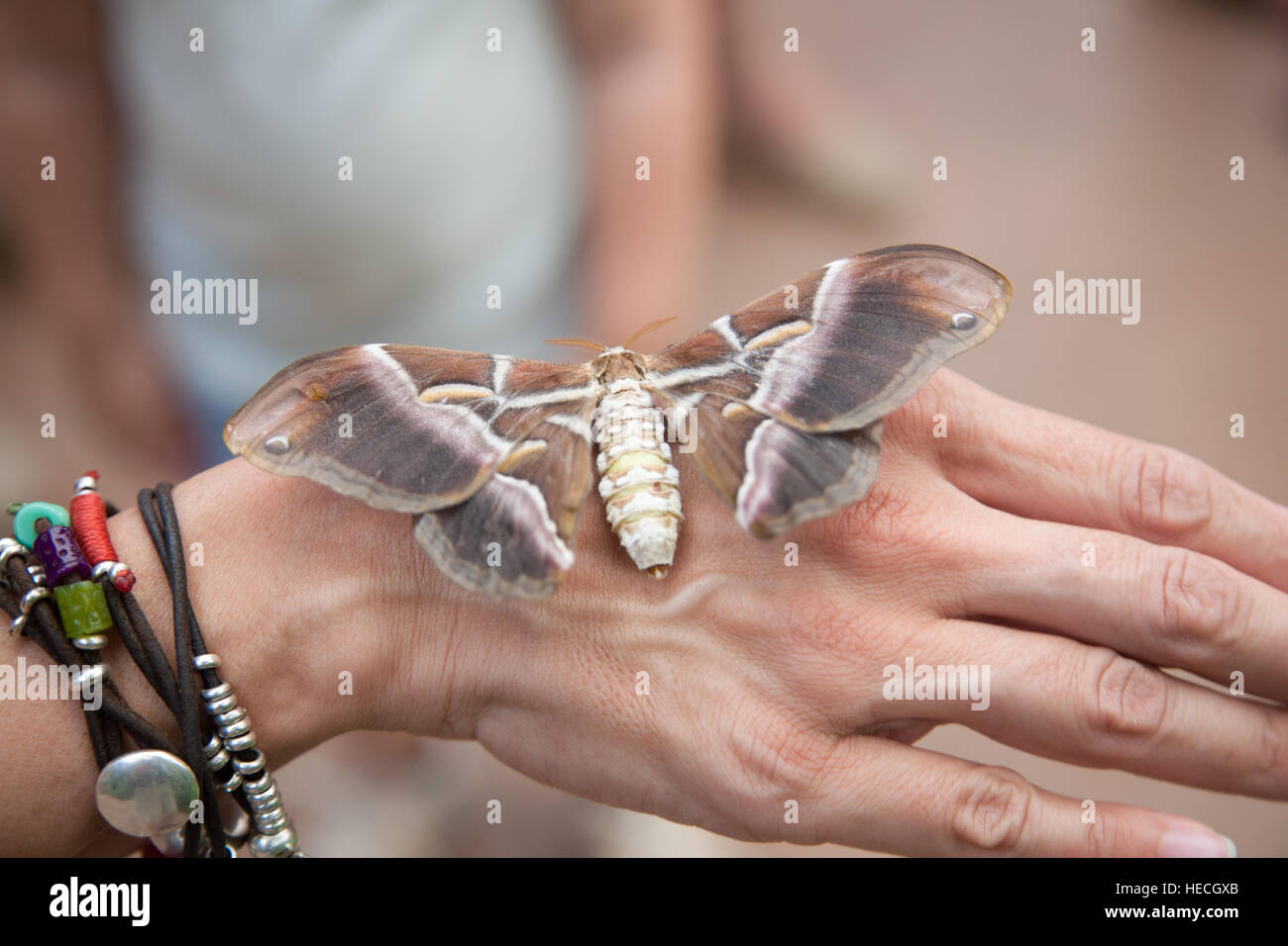 Cynthia Moth High Resolution Stock Photography and Images - Alamy