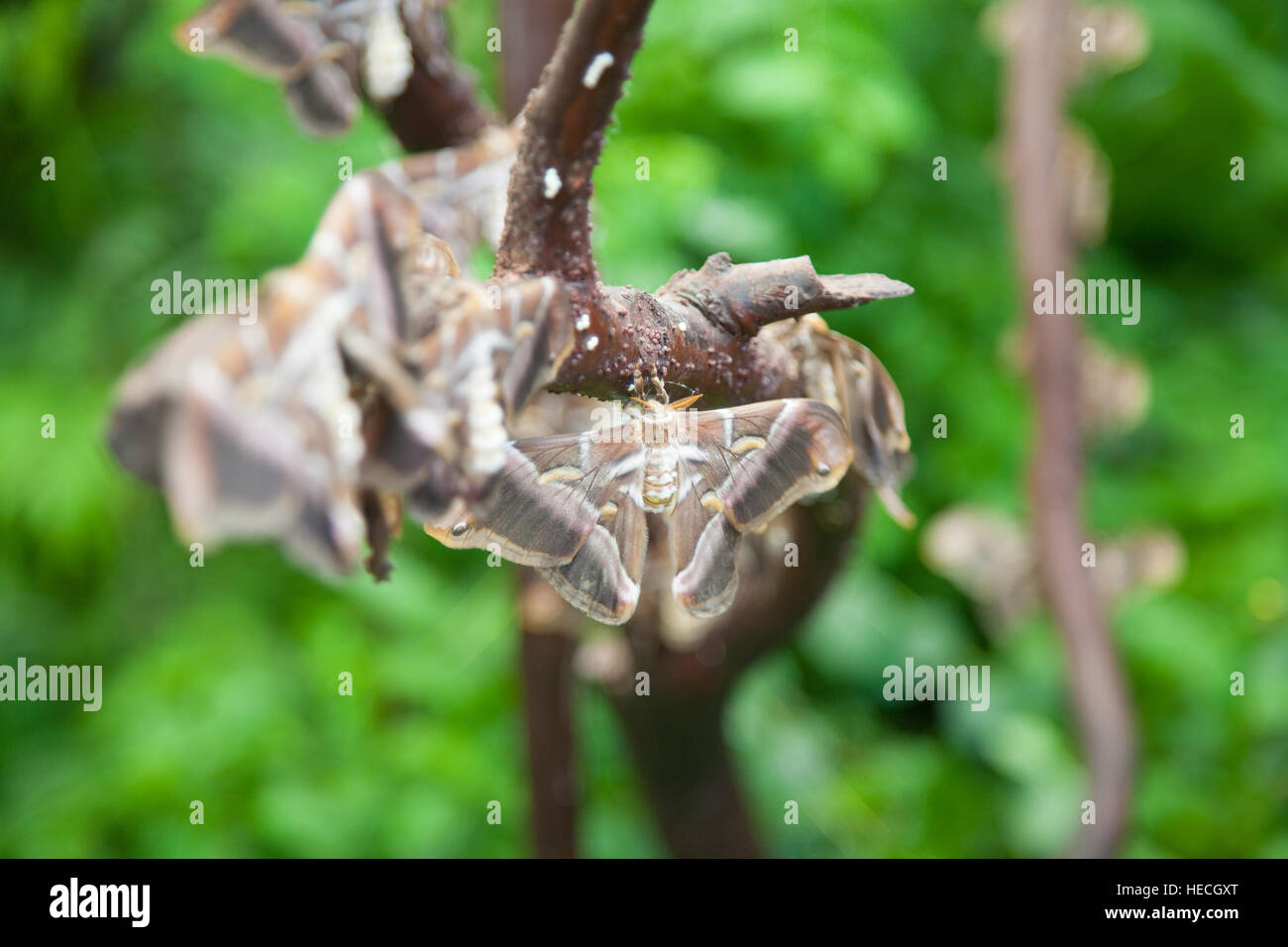 beautiful tropical grey, brown and white moth butterfly named Samia ...