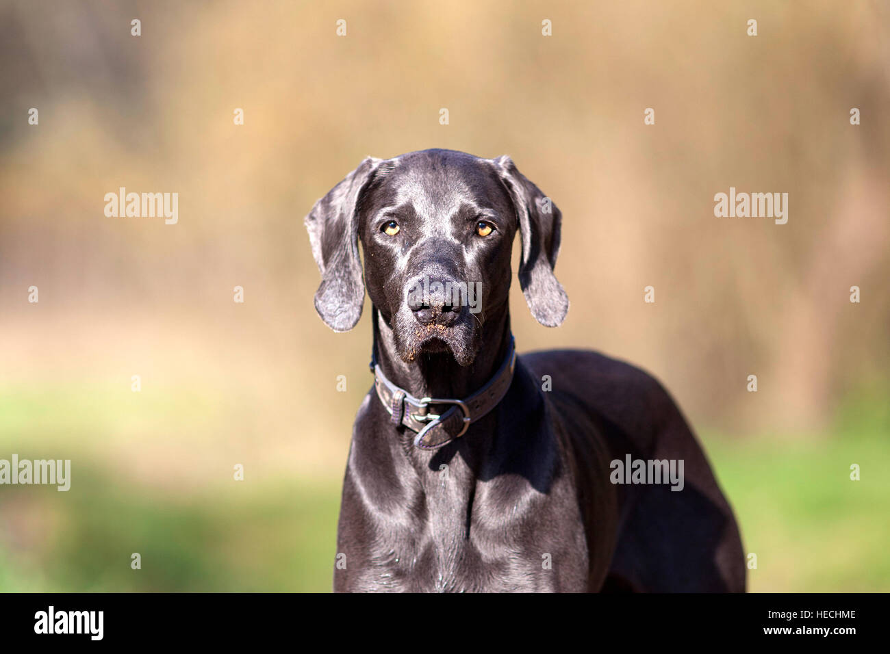 Weimaraner purebred dog outside portrait Stock Photo - Alamy