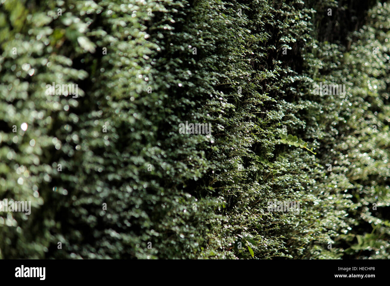 Greenery green walls hi-res stock photography and images - Alamy