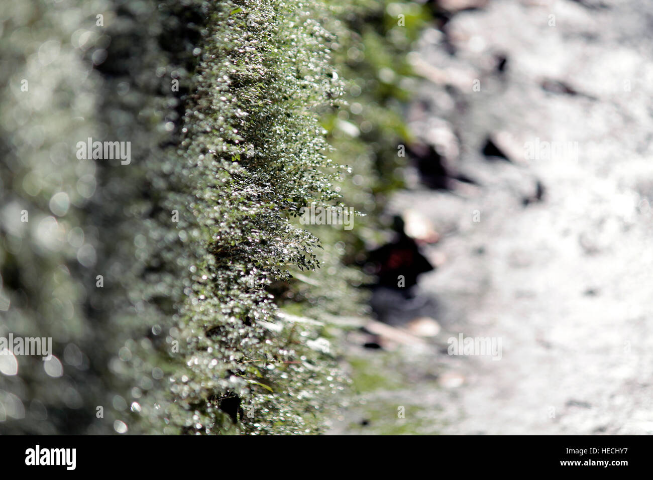 Natural beauty of kerala hi-res stock photography and images - Alamy