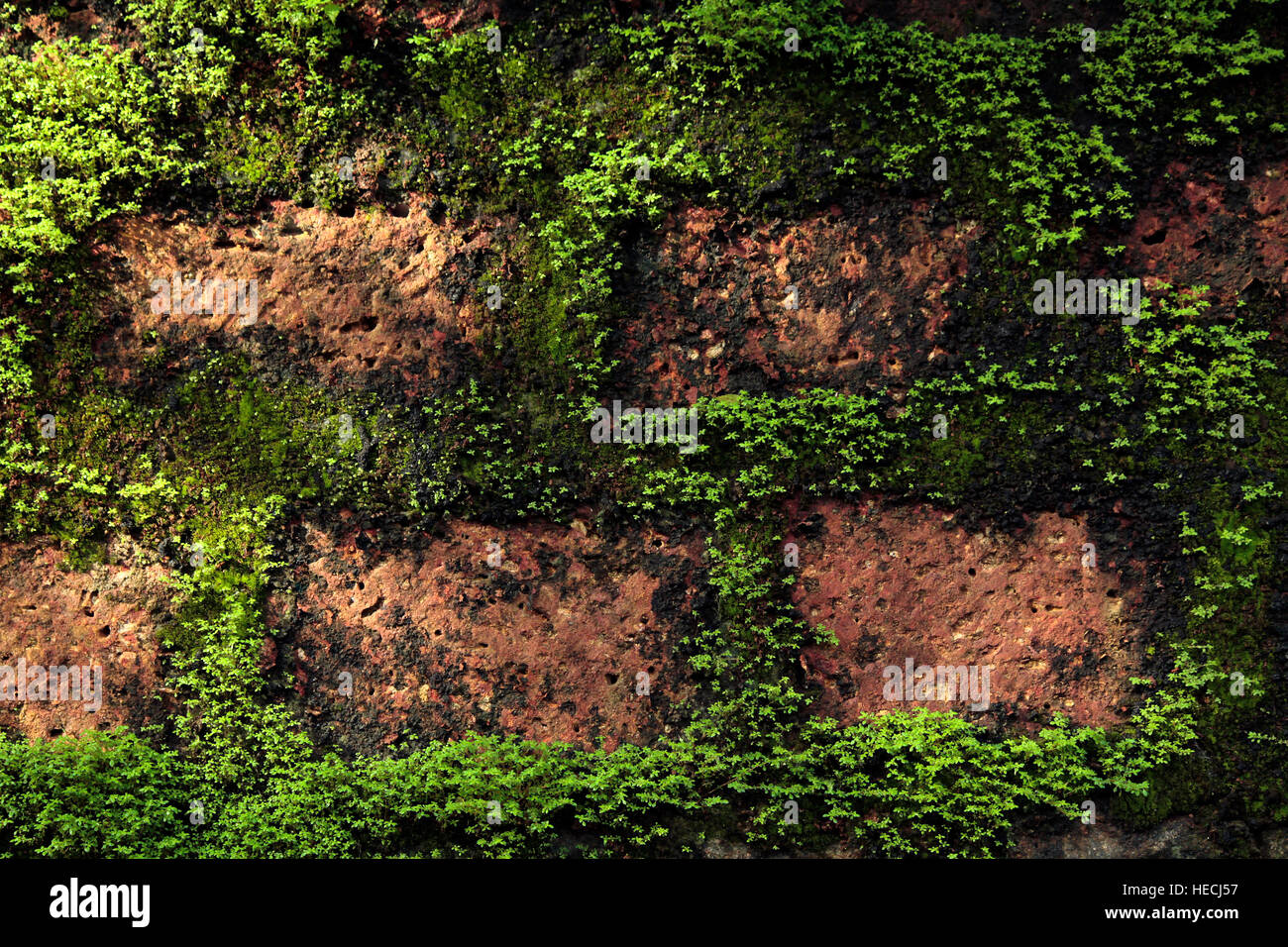 Big green wall hi-res stock photography and images - Alamy