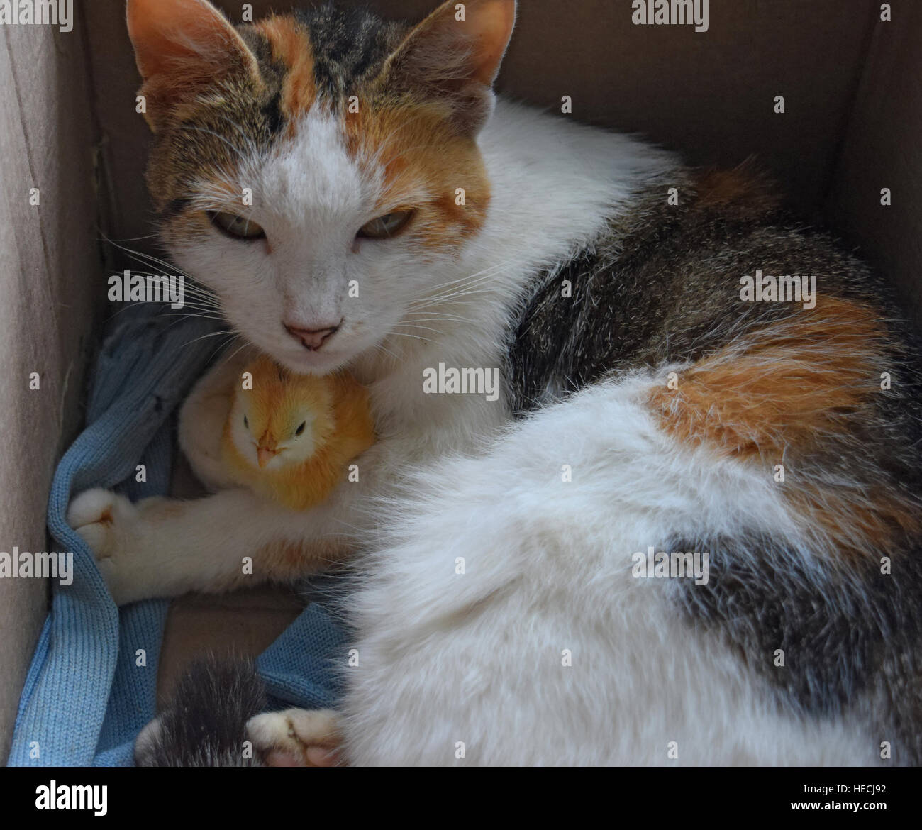 Cat warms chicken. Cat takes a chicken for her cub Stock Photo - Alamy