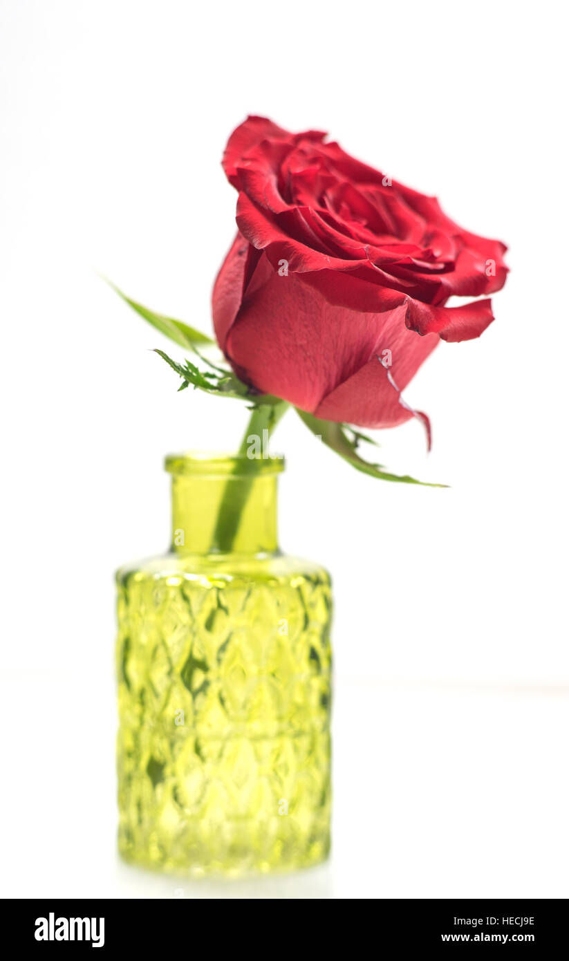 Close up of single red rose in glass vase Stock Photo - Alamy