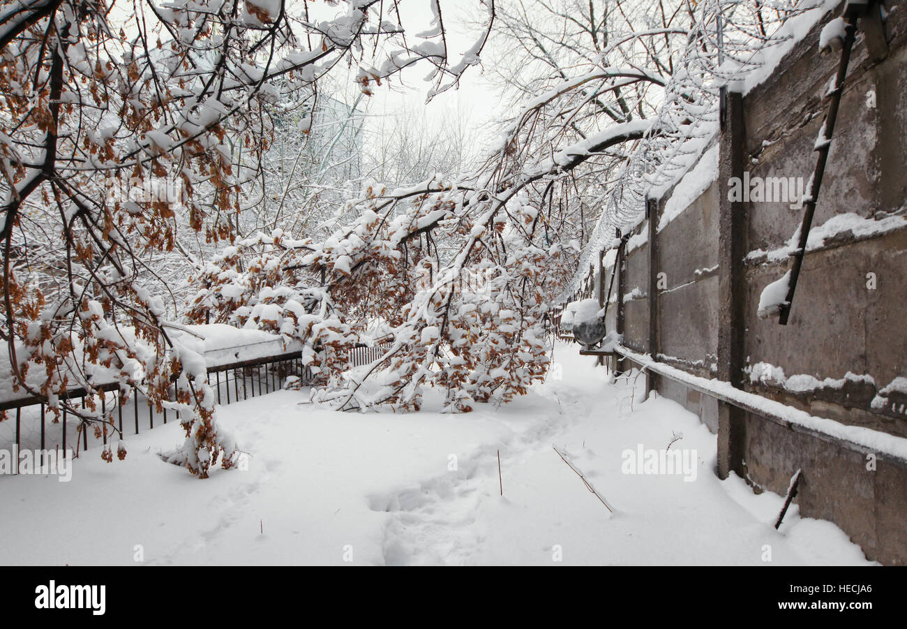 Fallen tree in the snow from the security perimeter Stock Photo - Alamy