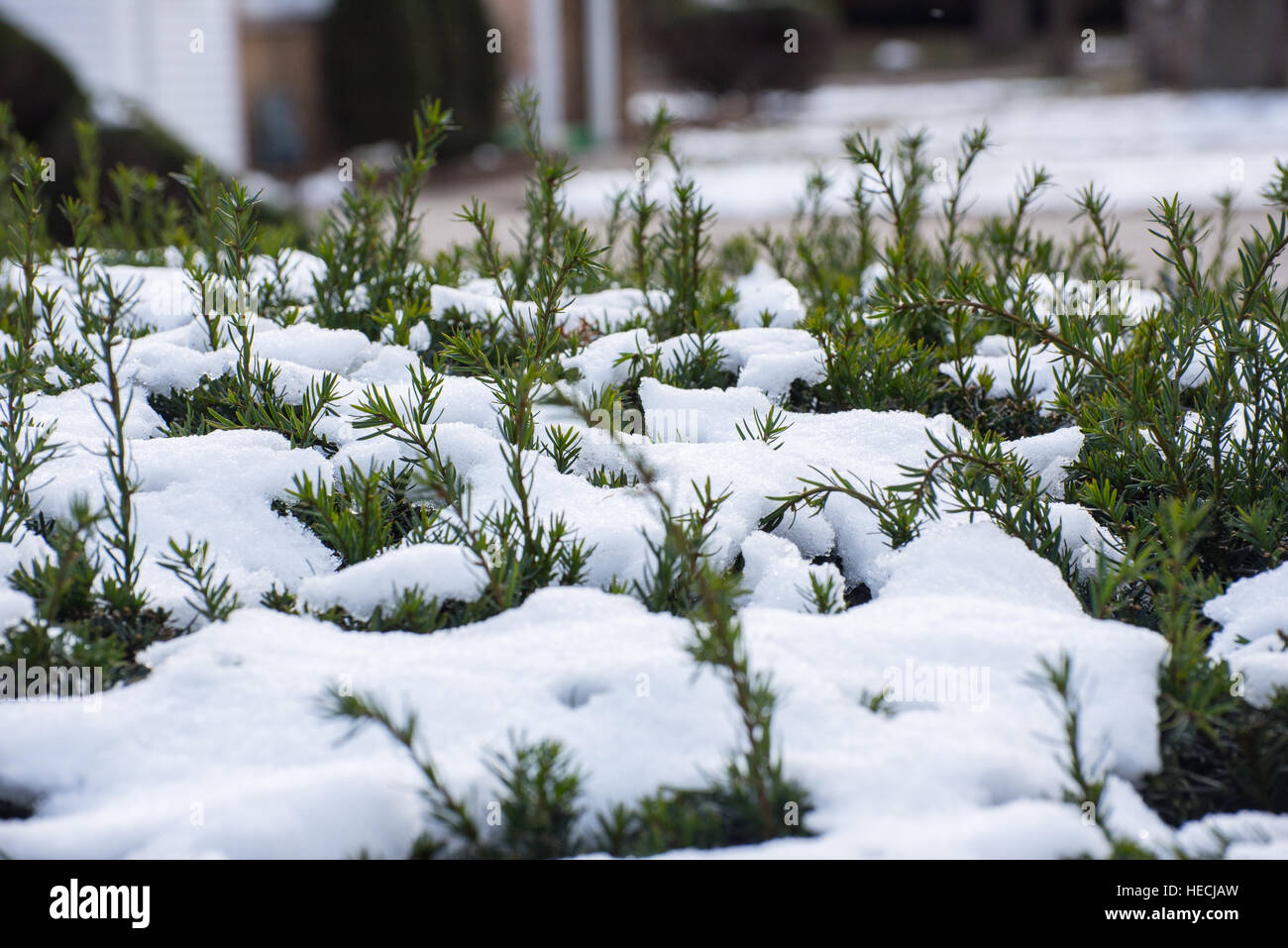 Bush in snow Stock Photo - Alamy
