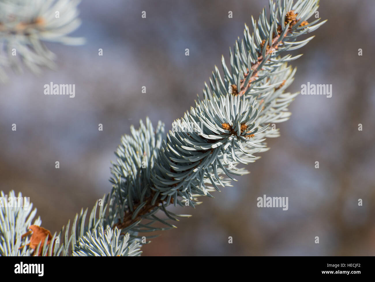 Vector firtree hi-res stock photography and images - Alamy