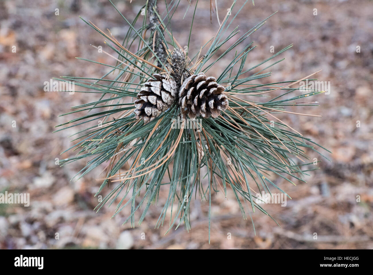 Conifer cone set hi-res stock photography and images - Alamy