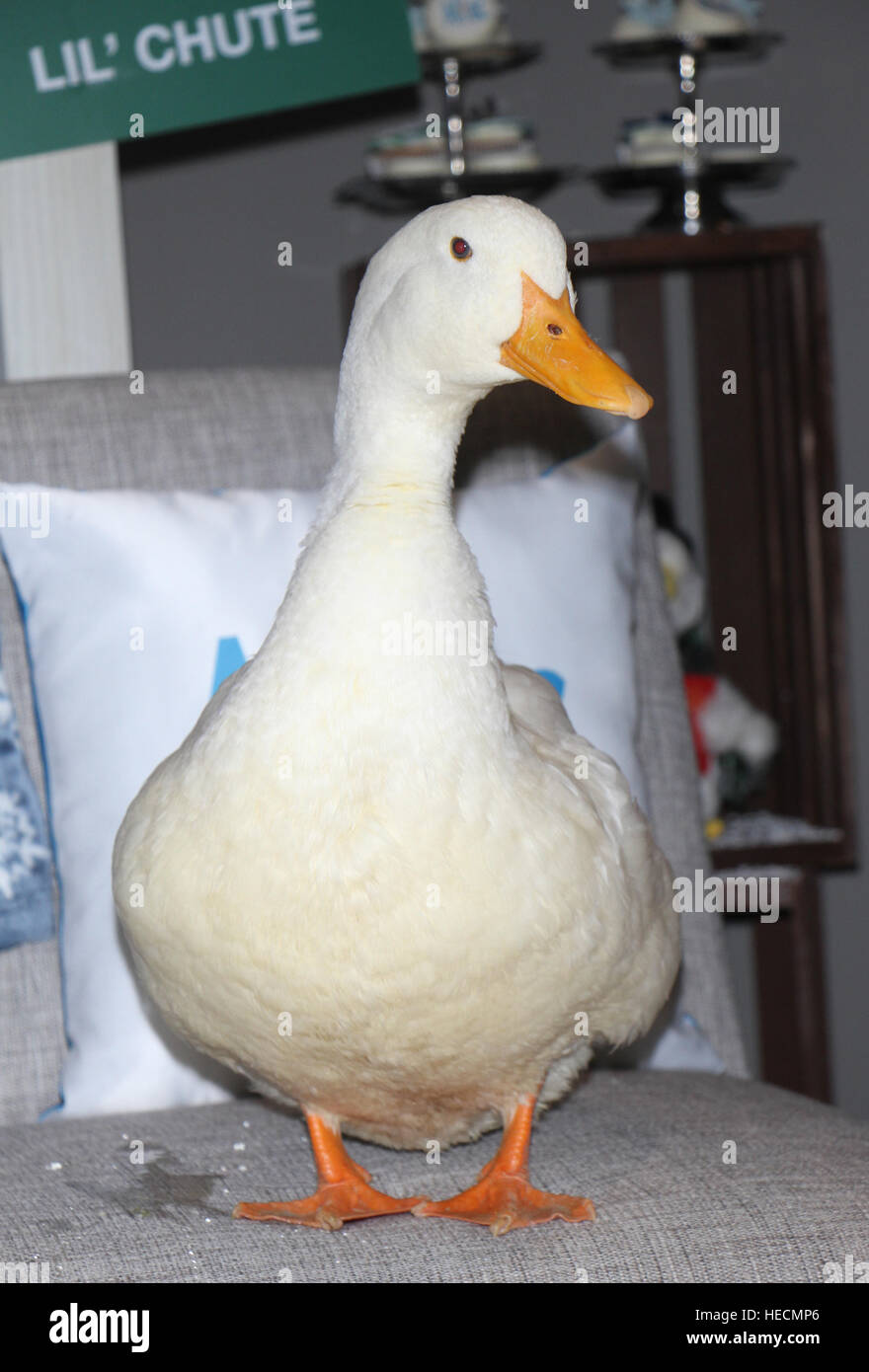 New York, USA. 19th Dec, 2016. AFLAC goose pictured at the AFLAC ...