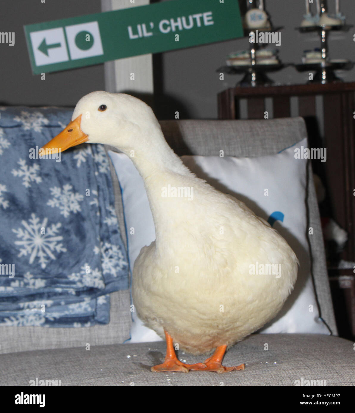 New York, USA. 19th Dec, 2016. AFLAC goose pictured at the AFLAC ...