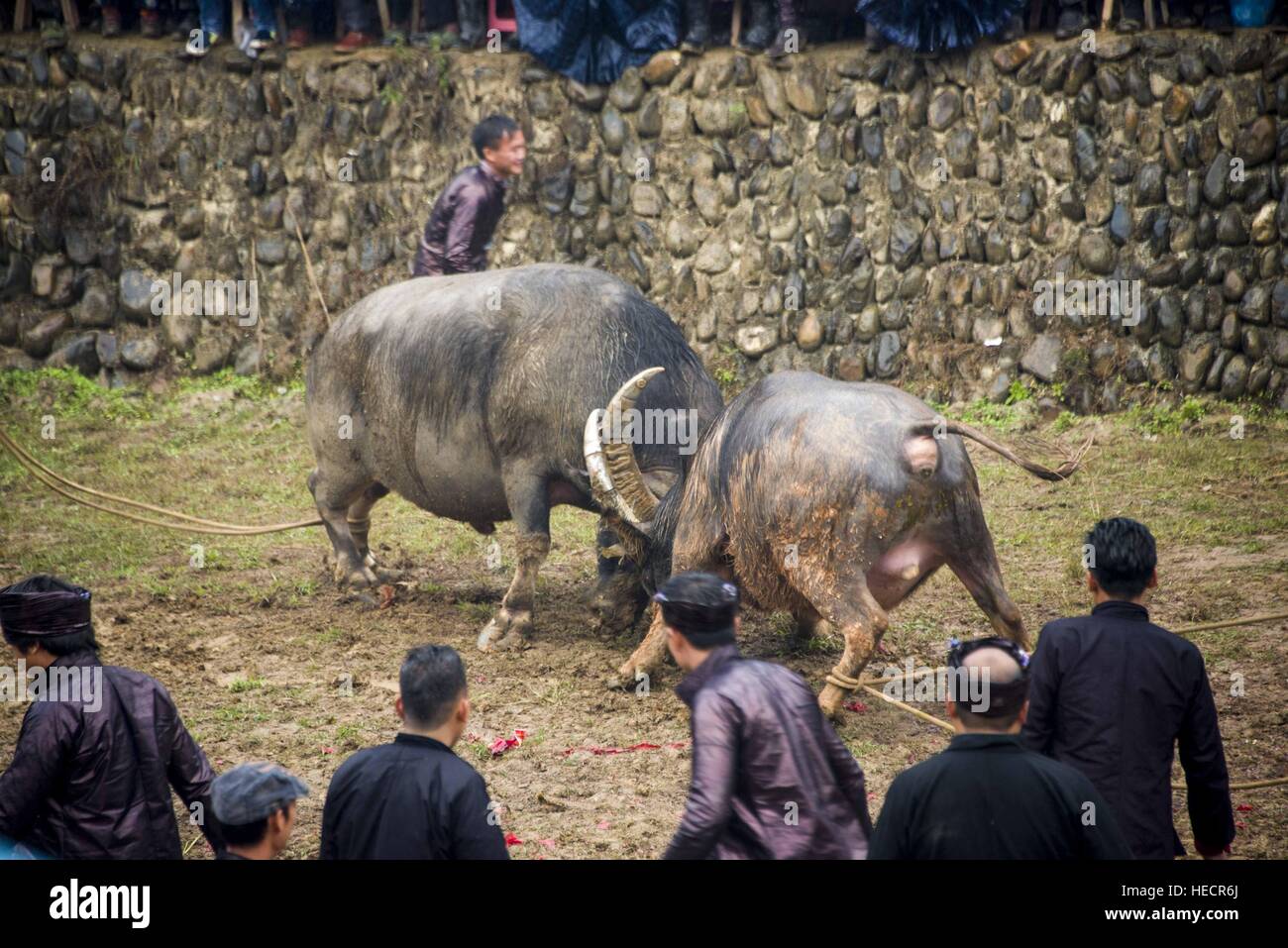 Guizhou, China. 19th Dec, 2016. A bullfighting activity is held in ...