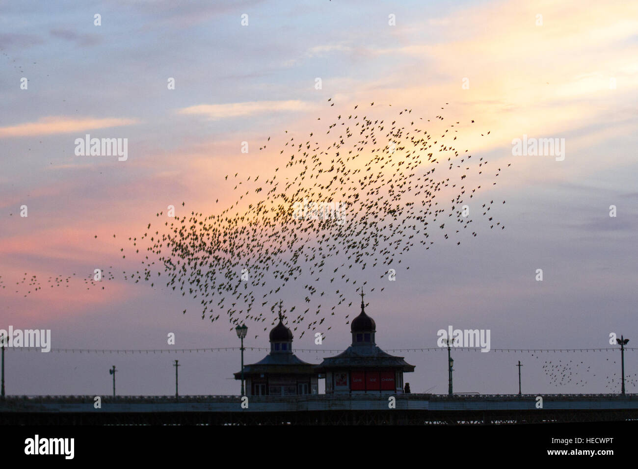 Birds in Flight, flying in the clouds at flocks of Starlings at ...