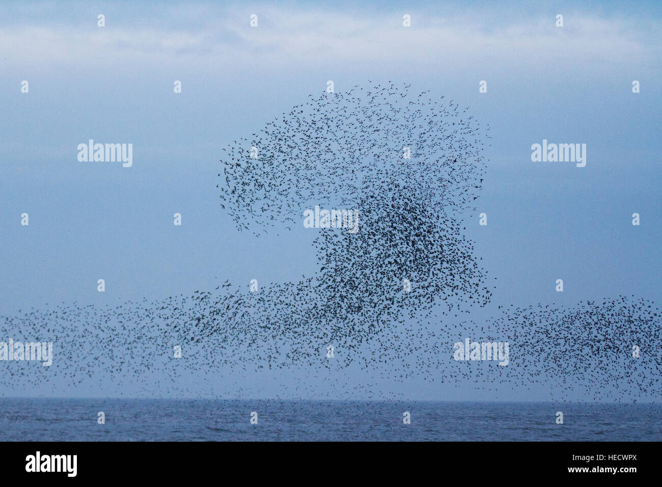 Birds in Flight, flying in the clouds at flocks of Starlings at ...
