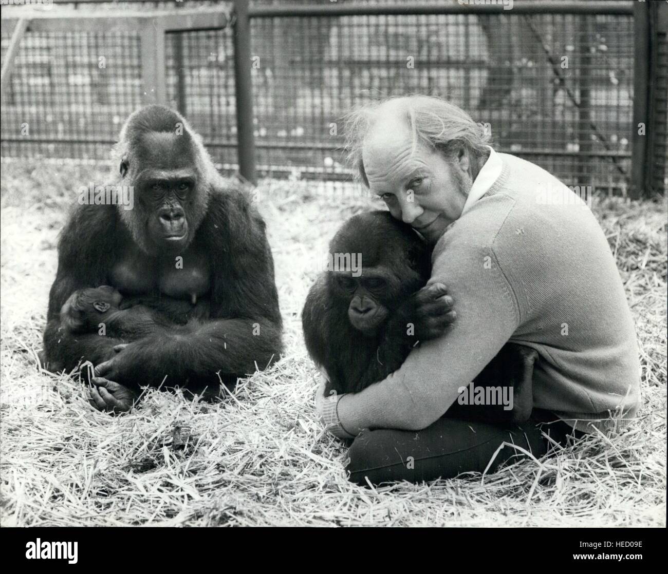 1967 - gorilla ape man hug cage trainer © Keystone Pictures USA ...