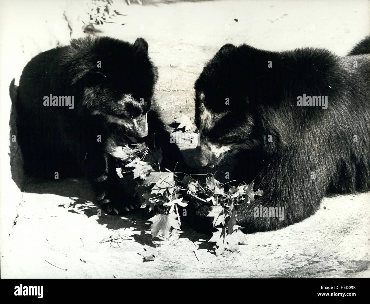 1967 - black bear . © Keystone Pictures USA/ZUMAPRESS.com/Alamy Live ...