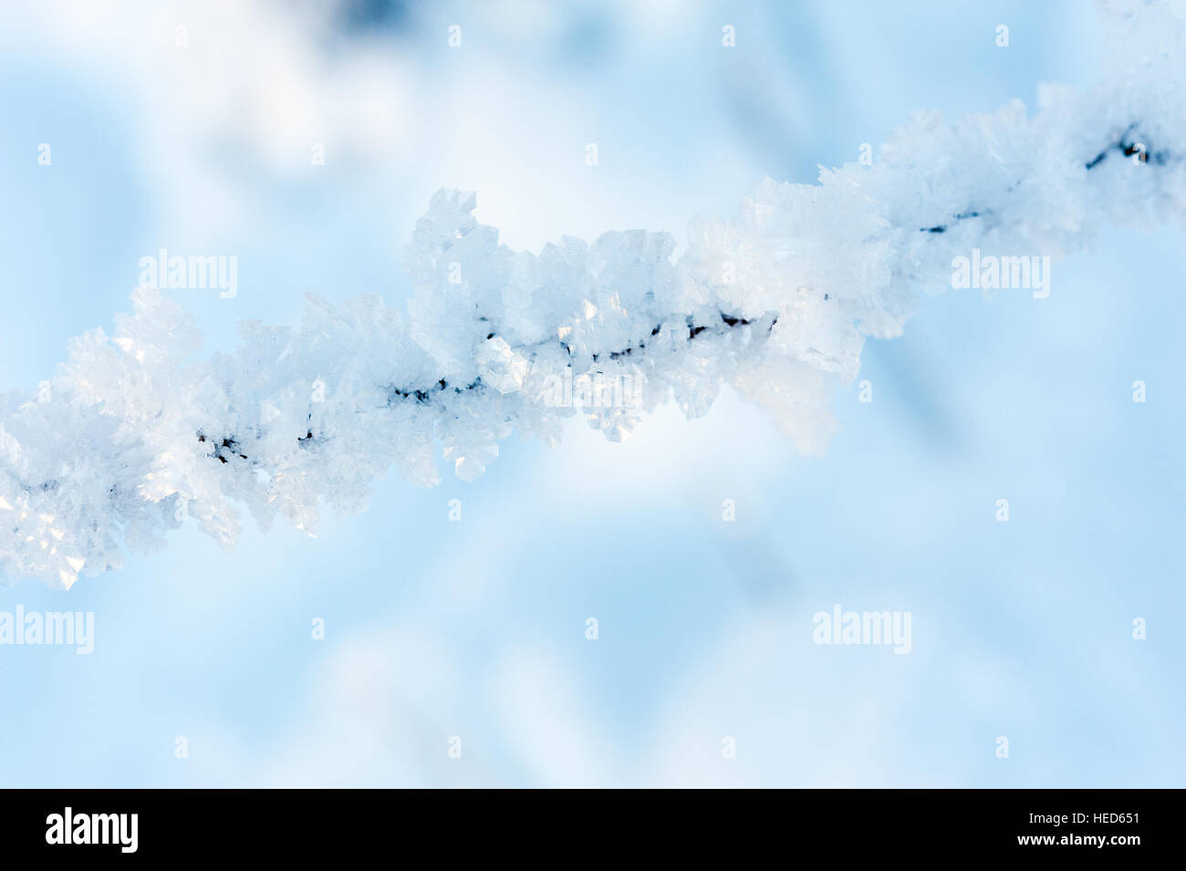 Ice crystals form on tree branch after cold weather Stock Photo - Alamy