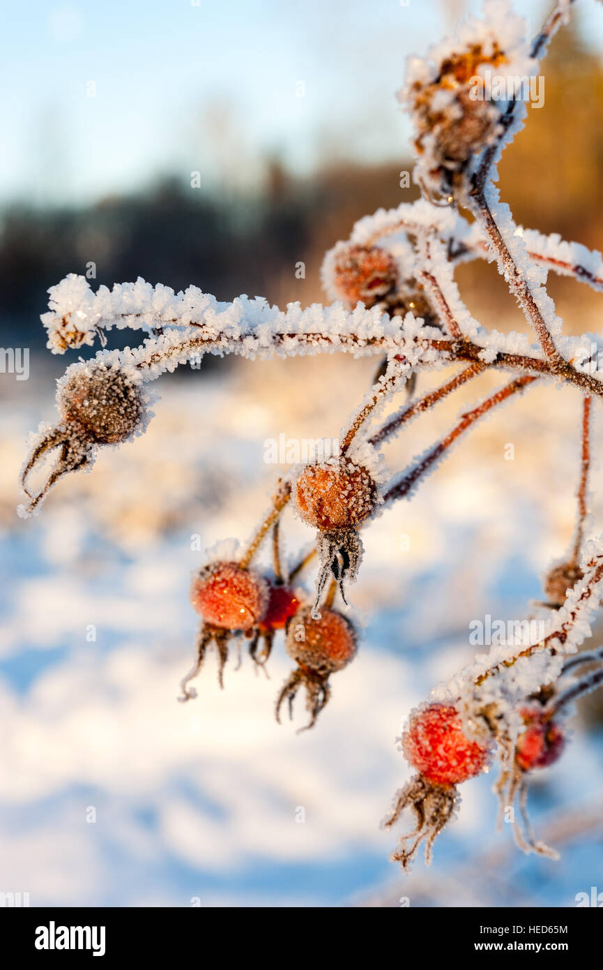Rose hips from the Wild Rose or Prickly Rose Rosa Acicularis plant ...