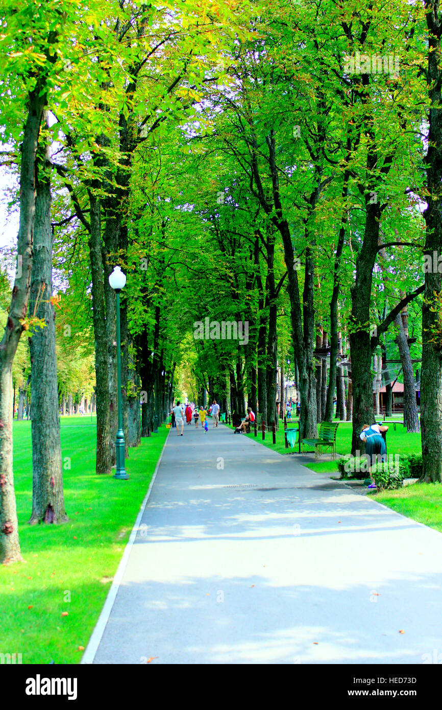 wide footpath in the park with big green trees Stock Photo - Alamy