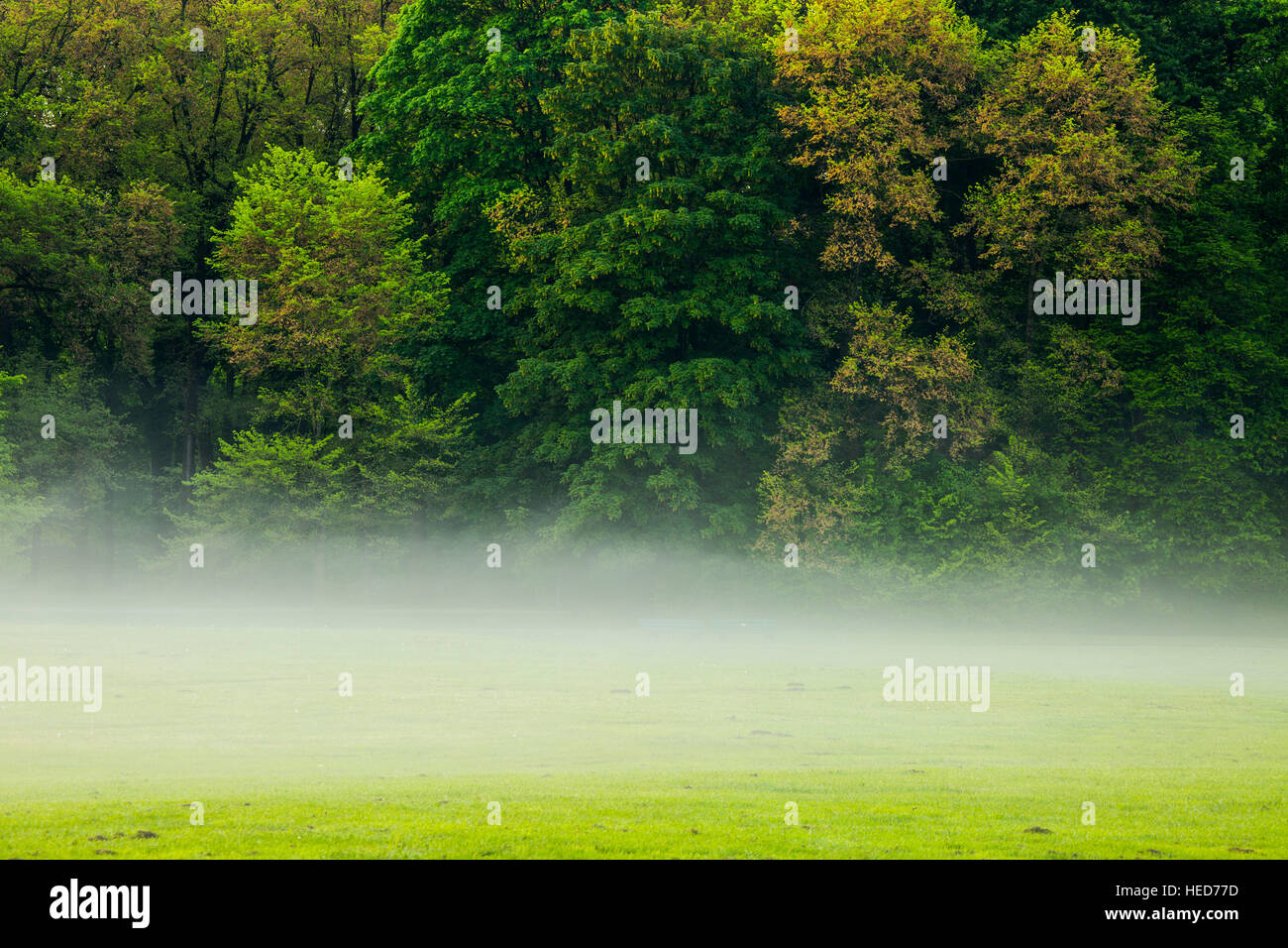 germany,bavaria,bayern,munich,munchen,Englischer Garten,park,trees ...