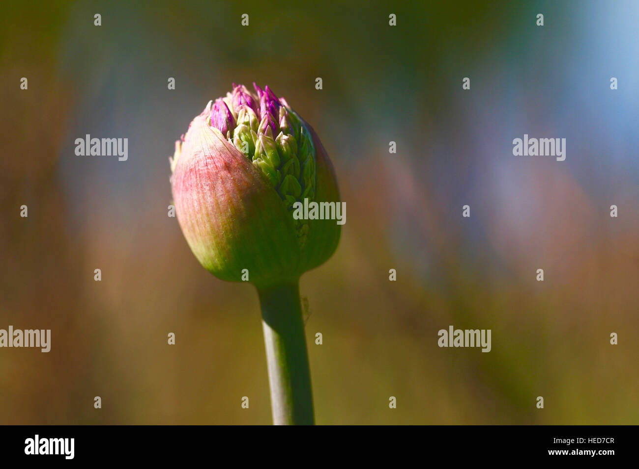allium,allium bud,background,ball,blue,bokeh,bud,close-up,colorful,floral,flower,flower bud ...