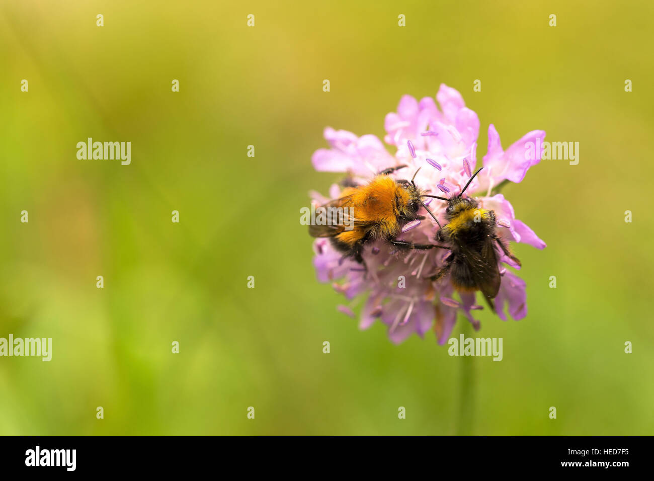 Agreement forest hi-res stock photography and images - Alamy