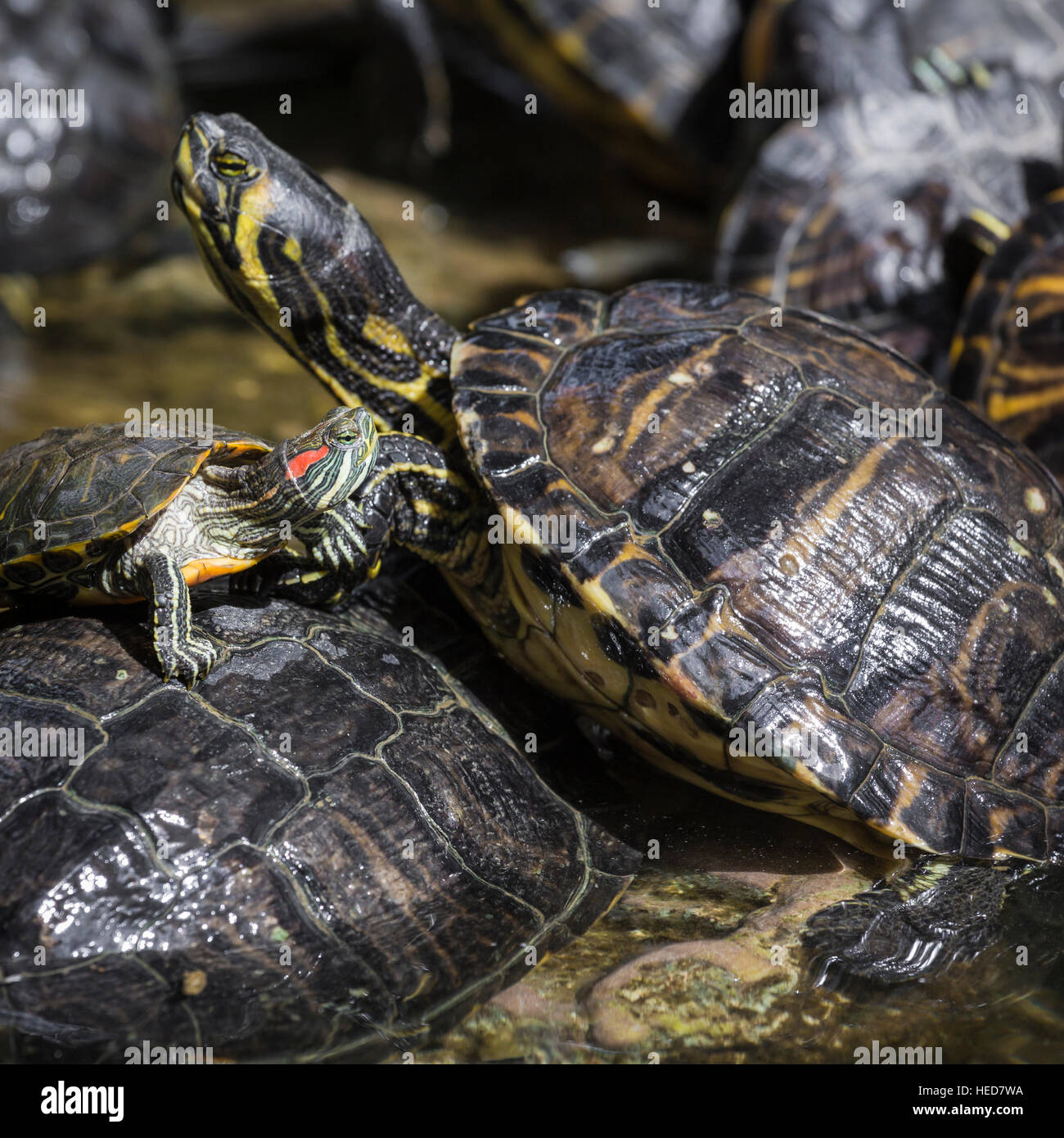 Western painted turtle (chrysemys picta) sitting on rock basking in ...