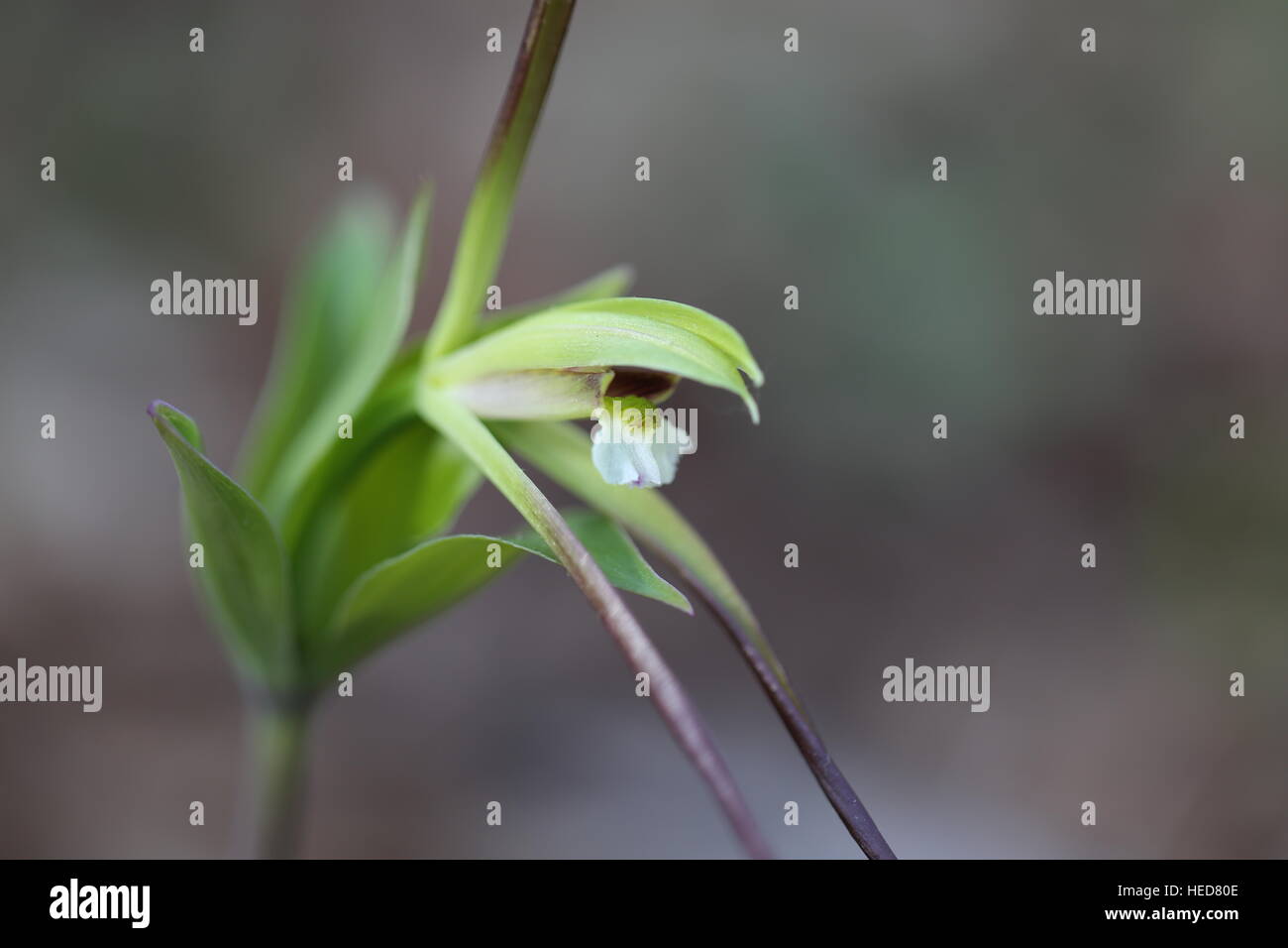 Whorled High Resolution Stock Photography and Images - Alamy