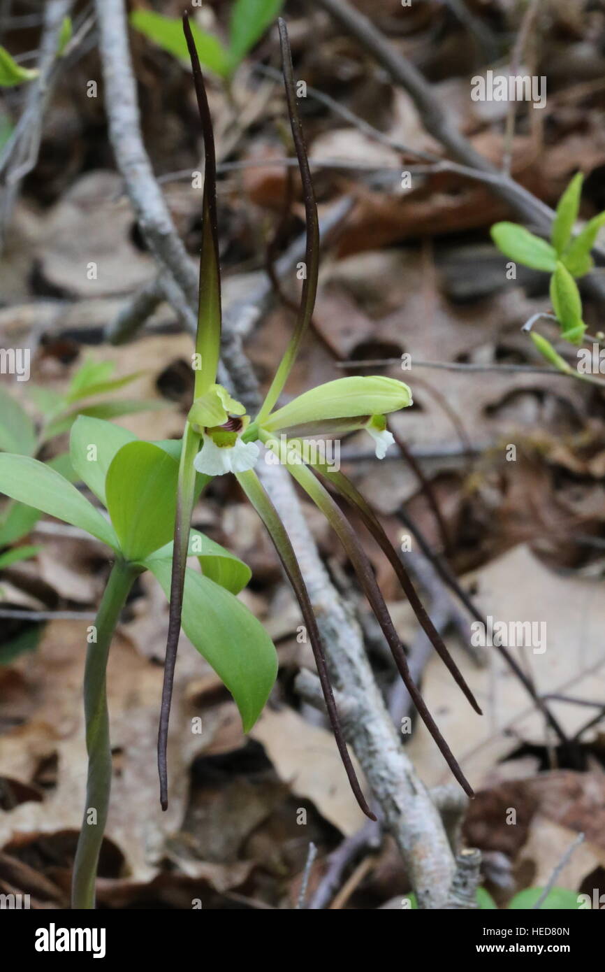 Large whorled pogonia [Isotria verticillata],double flowering ...