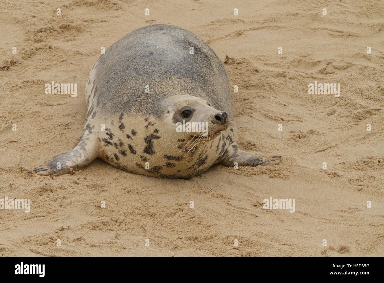 Female grey seal on the beach, Norfolk, UK Stock Photo - Alamy