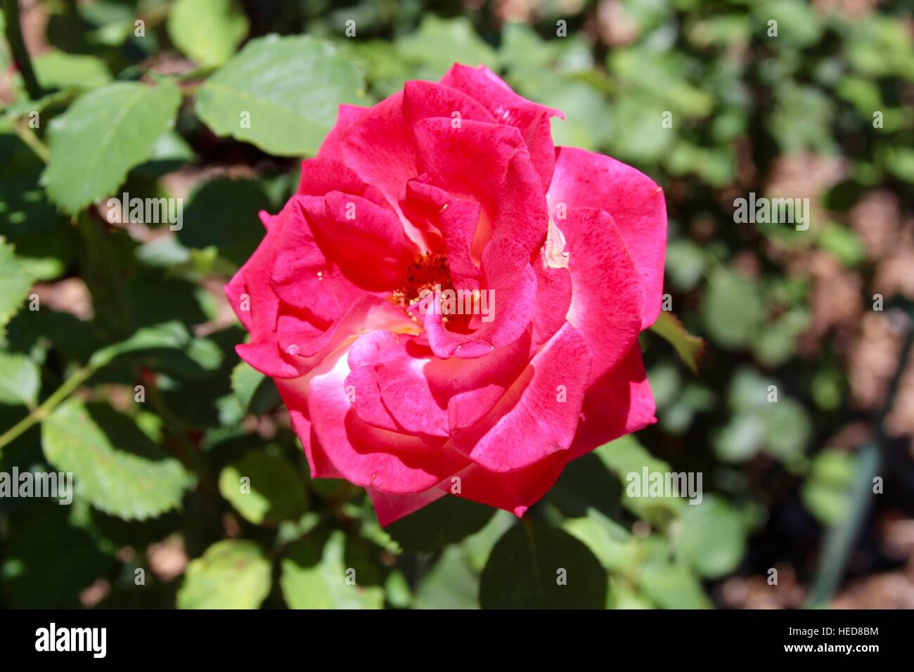 Red rose close up view Stock Photo - Alamy
