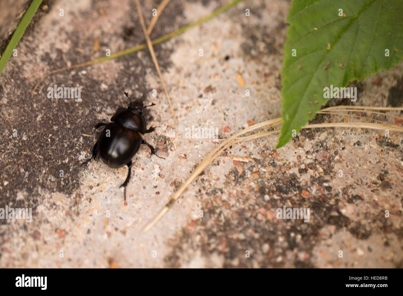 Black bug hi-res stock photography and images - Alamy