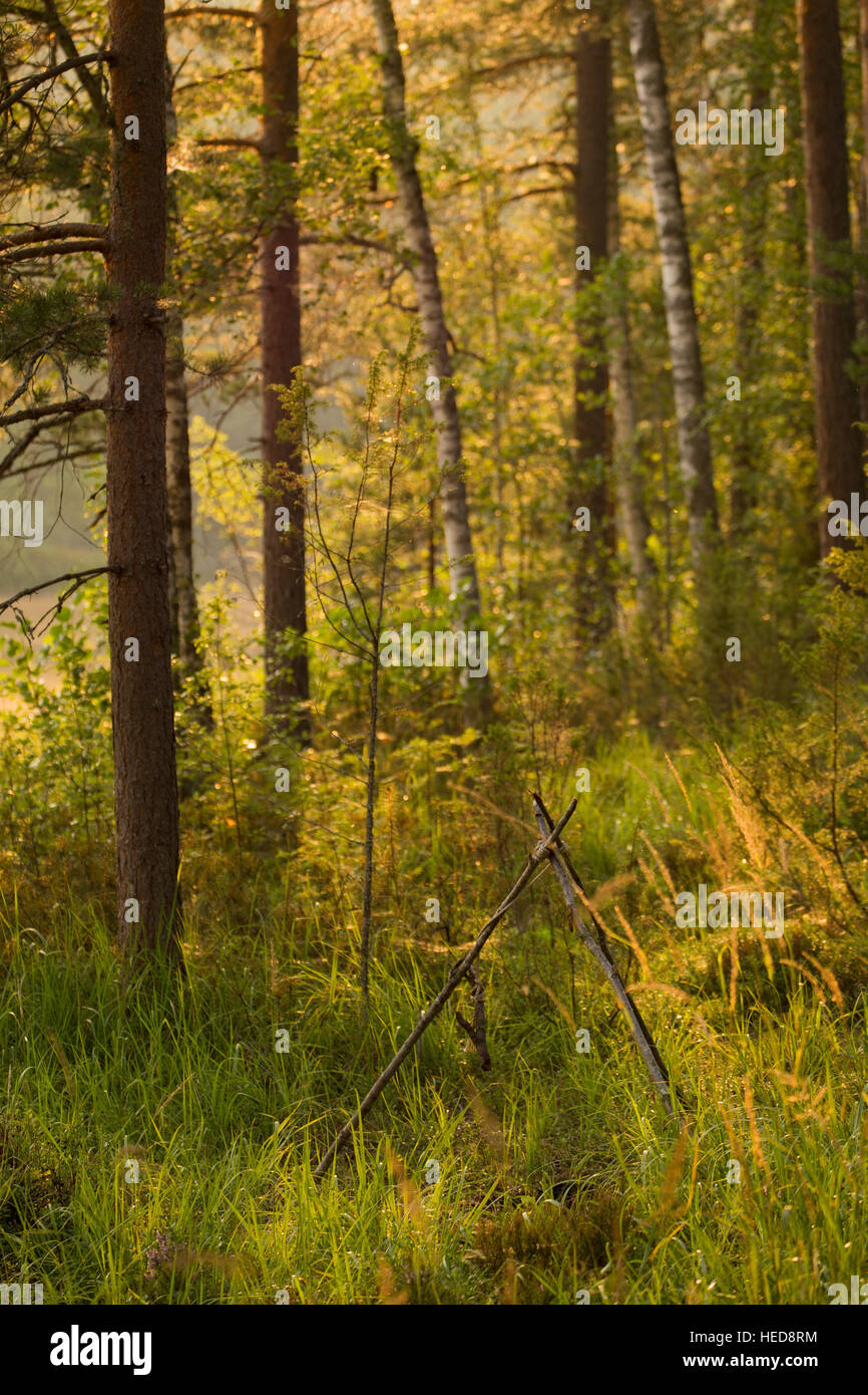 boy scouts,campfire place,crutch,forest,grass,green,lake,scout,scouts ...