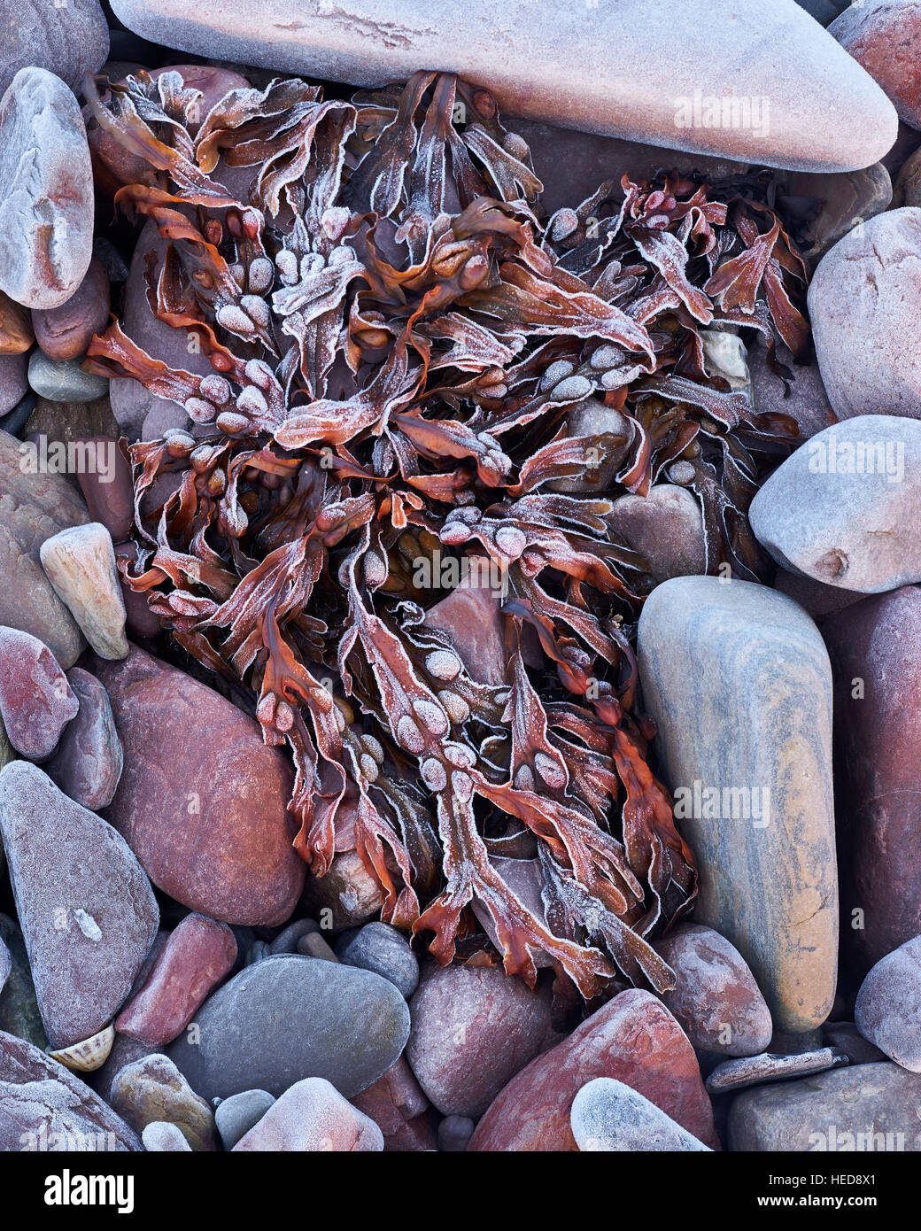 Bladderwrack seaweed hi-res stock photography and images - Alamy