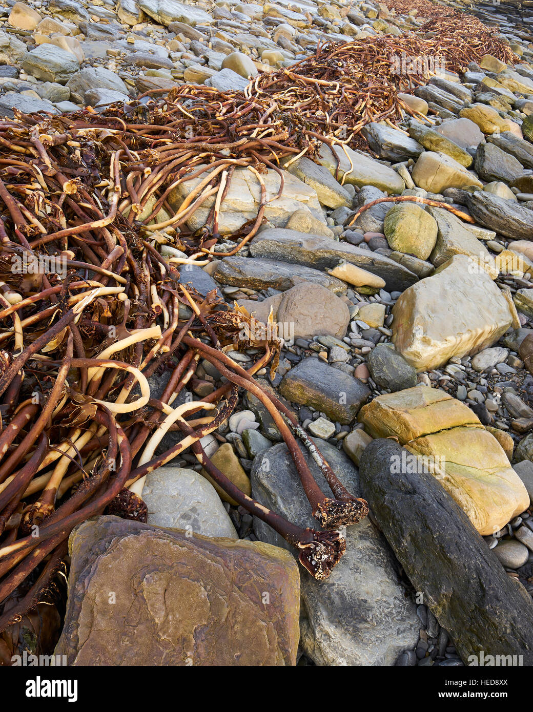 Seaweed stalks washed up on Keiss beach, Caithness, Scotland Stock ...