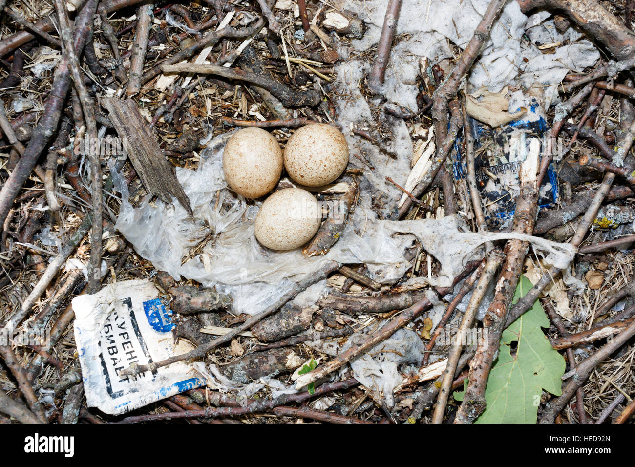 Falco subbuteo. The nest of the Northern Hobby in nature. Russia, the ...